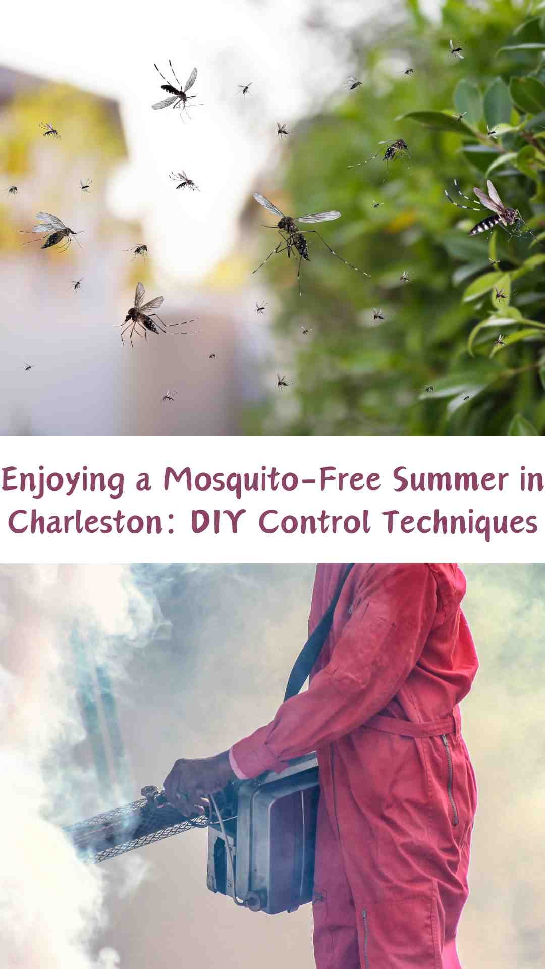 Enjoying a Mosquito-Free Summer in Charleston: DIY Control Techniques