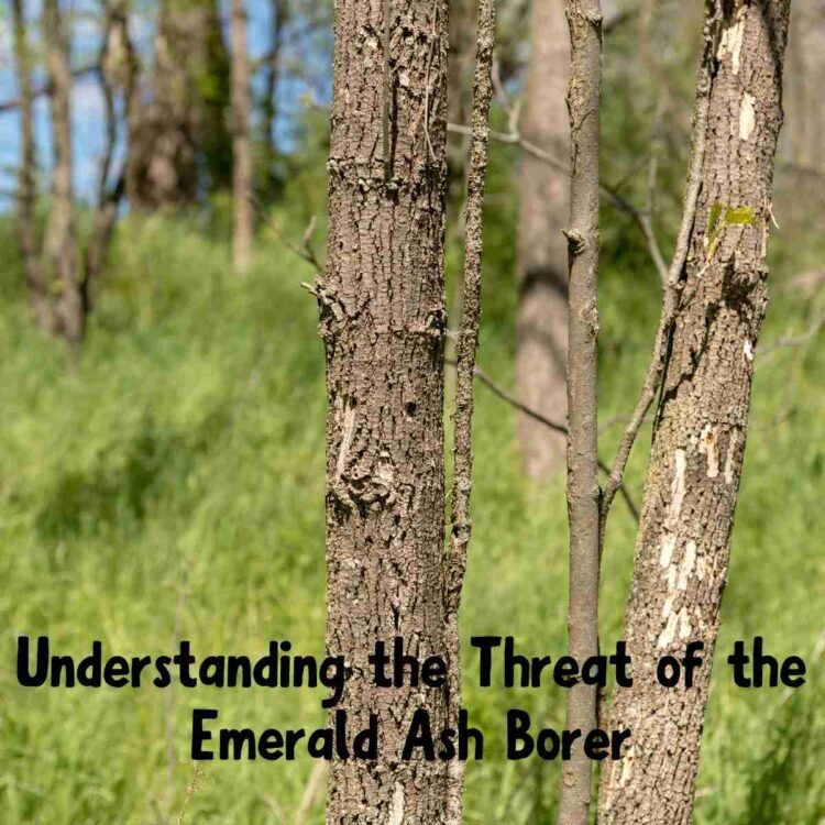 Understanding the Threat of the Emerald Ash Borer